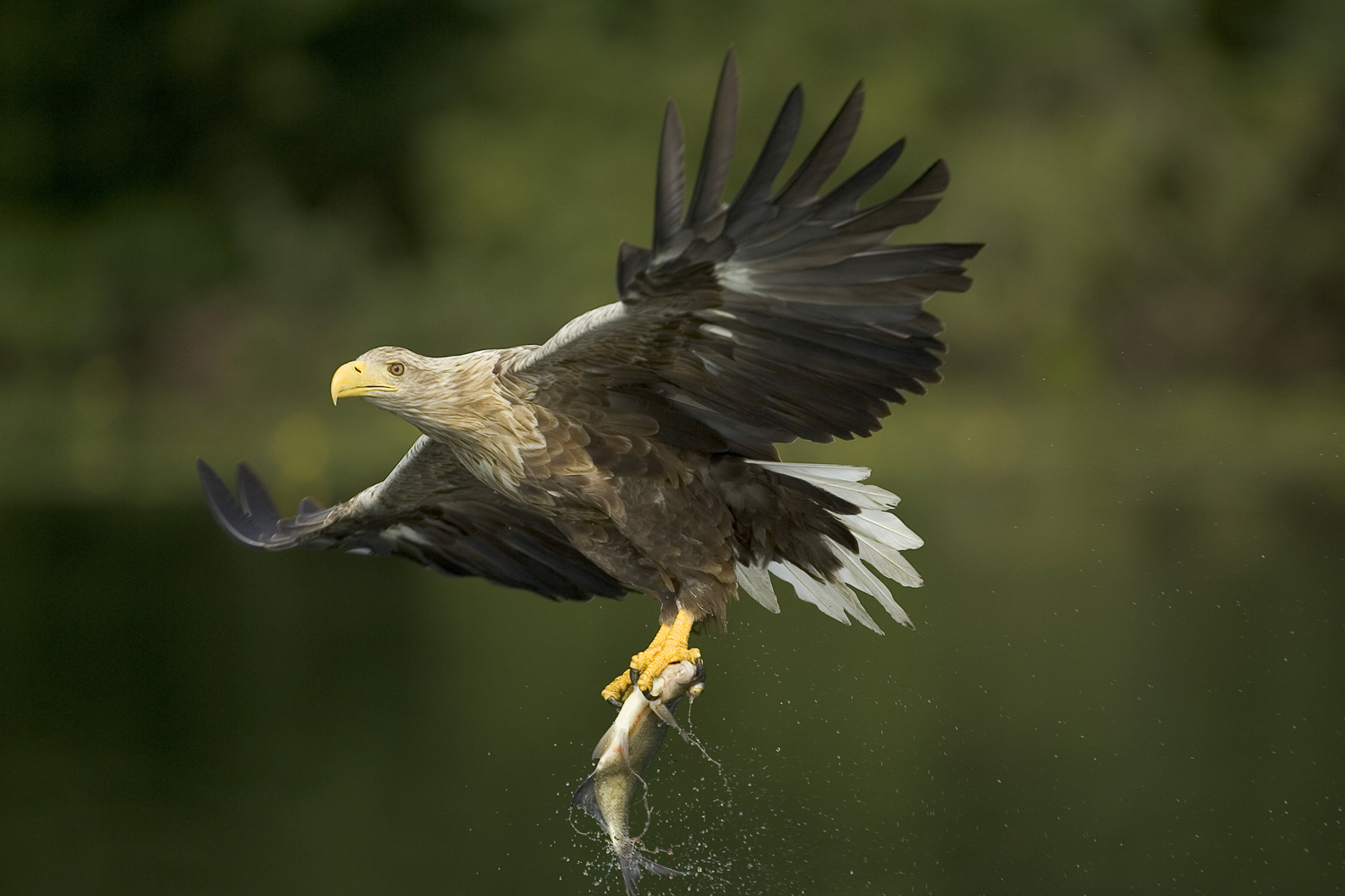 Tiere & Natur | telekine – fernsehproduktion